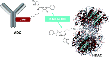Antibody drug conjugates (ADCs) charged with HDAC inhibitor for ...