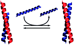 Kinetic studies on strand displacement in de novo designed parallel ...
