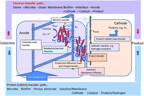 Proton transfer in microbial electrolysis cells - Sustainable Energy ...