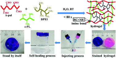 Multiresponsive and biocompatible self-healing hydrogel: its facile ...