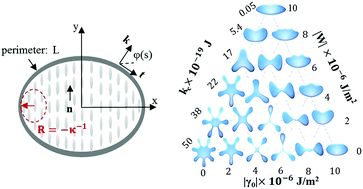 Morphology of elastic nematic liquid crystal membranes - Soft Matter ...