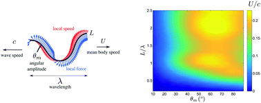 Optimal propulsion of an undulating slender body with anisotropic ...