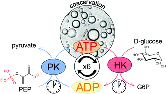 Reversible generation of coacervate droplets in an enzymatic network ...