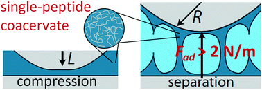 Simple peptide coacervates adapted for rapid pressure-sensitive wet ...