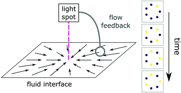 Feedback control of photoresponsive fluid interfaces - Soft Matter (RSC ...
