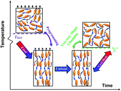 Adaptable liquid crystal elastomers with transesterification-based bond ...