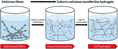 Unravelling cationic cellulose nanofibril hydrogel structure: NMR ...