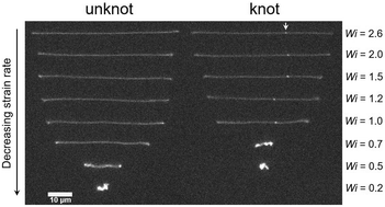 Knots modify the coil–stretch transition in linear DNA polymers - Soft Matter (RSC Publishing)