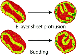 Bilayer sheet protrusions and budding from bilayer membranes induced by ...