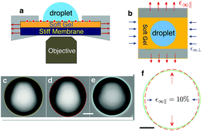 Surface elastic constants of a soft solid - Soft Matter (RSC Publishing)