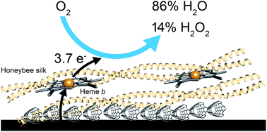 Bioinspired electrocatalysts for oxygen reduction using recombinant ...