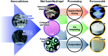Nanocellulose-based foams and aerogels: processing, properties, and ...