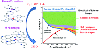 Active sites and factors influencing them for efficient oxygen ...