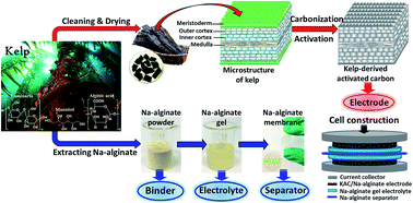 Bio-inspired high-performance solid-state supercapacitors with the ...