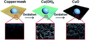 Evolution of copper oxide nanoneedle mesh with subtle regulated ...