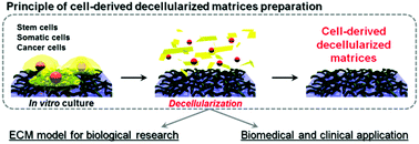 Cultured cell-derived decellularized matrices: a review towards the ...