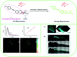 A two-photon fluorescent probe for viscosity imaging in vivo - Journal ...