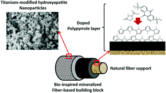 Biomineralization of a titanium-modified hydroxyapatite semiconductor ...