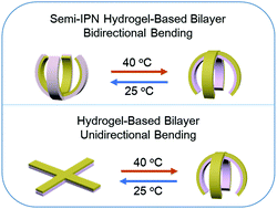 Reversible bidirectional bending of hydrogel-based bilayer actuators ...