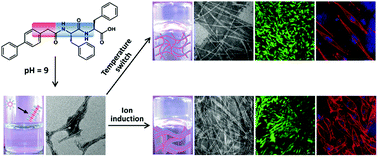 Temperature and ion dual responsive biphenyl-dipeptide supramolecular ...