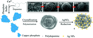In situ reduction of silver nanoparticles on hybrid polydopamine–copper ...