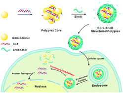 A core–shell structured polyplex for efficient and non-toxic gene ...
