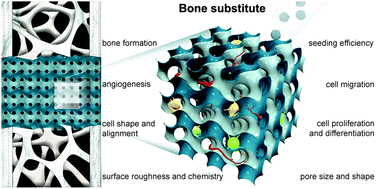 Effects of bone substitute architecture and surface properties on cell ...