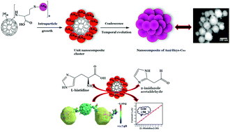 Structure and dynamics of a dl-homocysteine functionalized fullerene ...