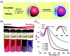 Facile size-controlled synthesis of fucoidan-coated gold nanoparticles ...