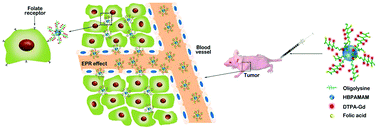 Multi-arm star-branched polymer as an efficient contrast agent for ...