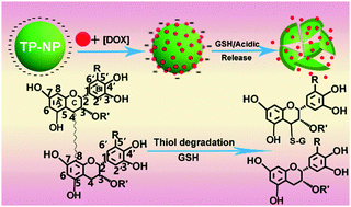 Functional nanoparticles of tea polyphenols for doxorubicin delivery in ...