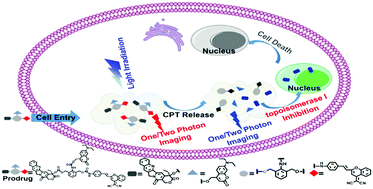 A two-photon-activated prodrug for therapy and drug release monitoring ...