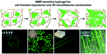 The development of cell-initiated degradable hydrogel based on ...