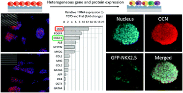 Heterogeneity of mesenchymal and pluripotent stem cell populations ...