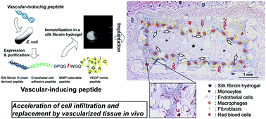 Vascular induction and cell infiltration into peptide-modified ...
