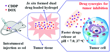 Development of a dual drug-loaded hydrogel delivery system for enhanced ...