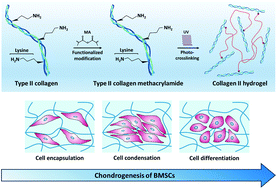 Photo-crosslinked mono-component type II collagen hydrogel as a matrix ...