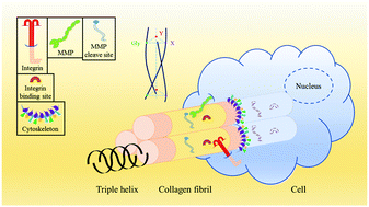 Collagen structure regulates MSCs behavior by MMPs involved cell–matrix ...