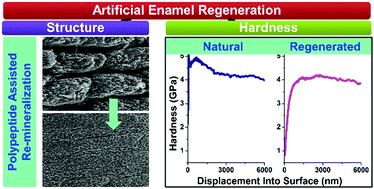 Synthesis of artificial dental enamel by an elastin-like polypeptide ...
