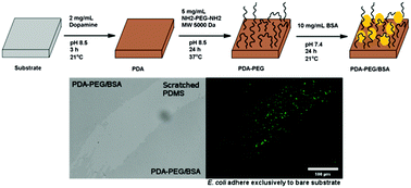 Polydopamine–polyethylene glycol–albumin antifouling coatings on ...