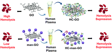 Covalent functionalization of graphene oxide with d-mannose: evaluating ...