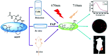 A novel fibroblast activation protein-targeted near-infrared fluorescent off–on probe for cancer ...