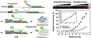 Fluorometric detection of EGFR exon 19 deletion mutation in lung cancer cells using graphene ...