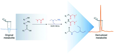 Multi-functional derivatization of amine, hydroxyl, and carboxylate ...