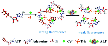 Fluorescence assay for alkaline phosphatase based on ATP hydrolysis ...