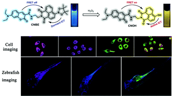 A ratiometric fluorescent hydrogen peroxide chemosensor manipulated by ...