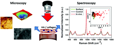 Collagen formation observed from healing calvarial defects with ...