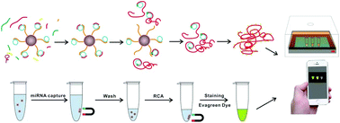 A fishhook probe-based rolling circle amplification (FP-RCA) assay for ...