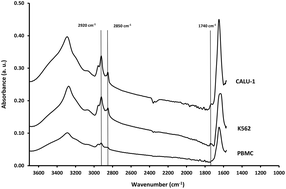 Fourier transform infrared spectra of cells on glass coverslips. A ...