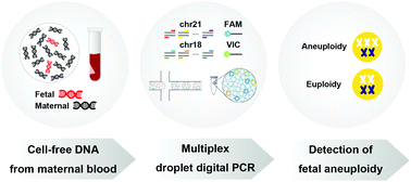 A multiplex droplet digital PCR assay for non-invasive prenatal testing ...